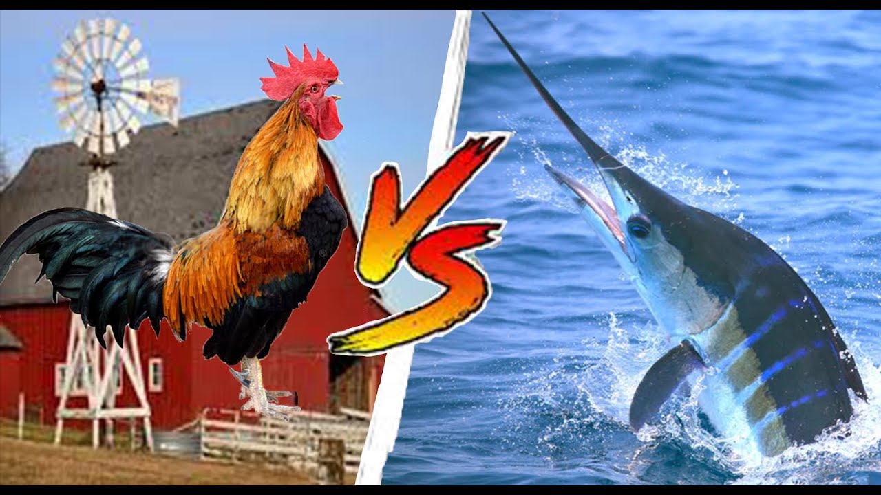Giant Chicken vs Marlin - YouTube