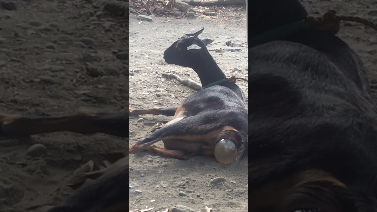 #goat #labor #giving birth - YouTube