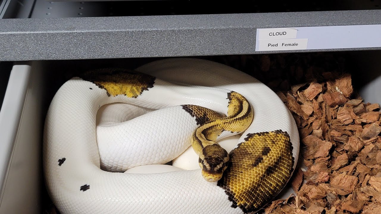 Emoji Pied Ball Python Laid Eggs. Egg Removal and Setup. These Eggs are ...