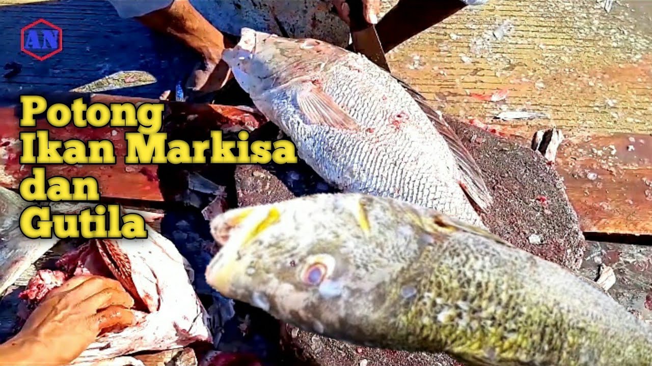 Potong Ikan Markisa dan Gutila - YouTube