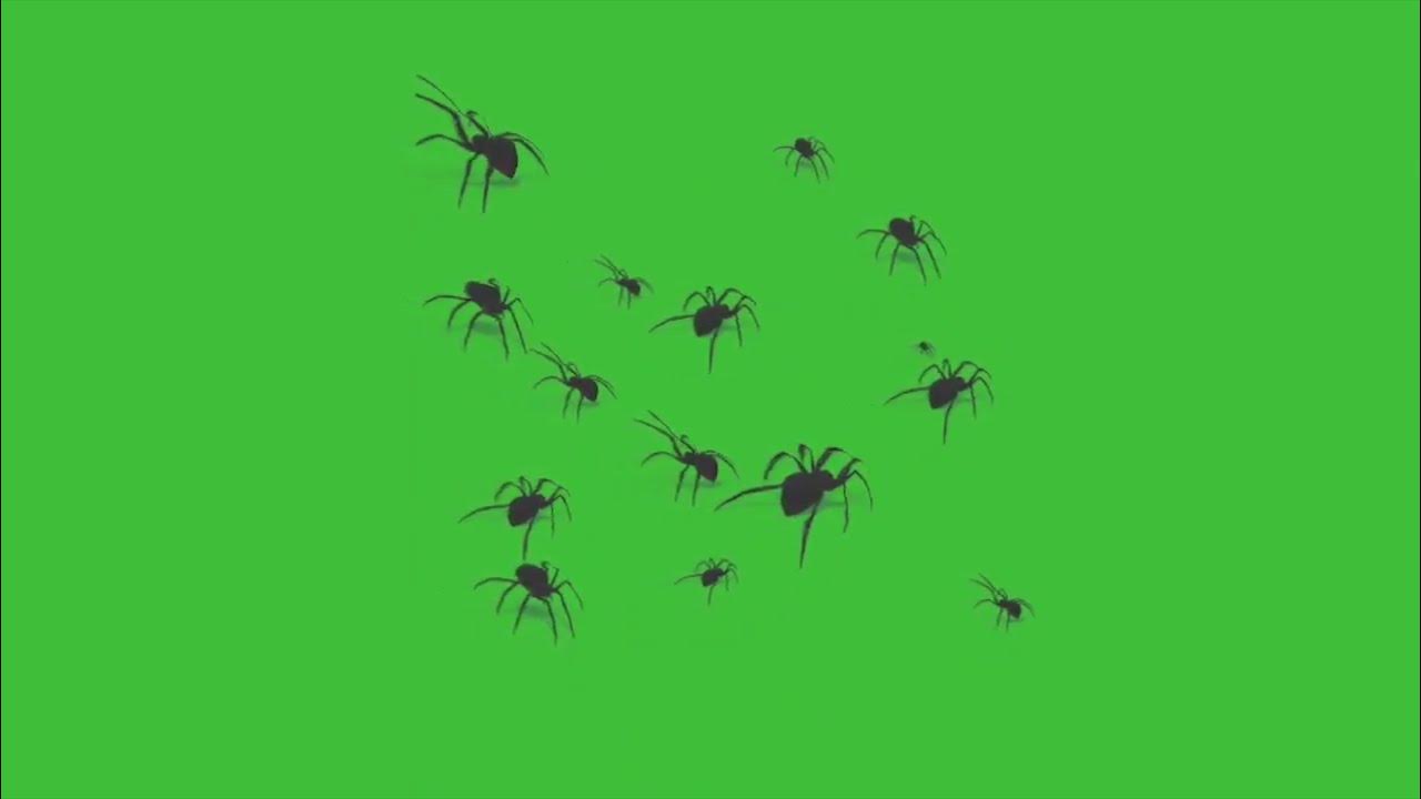 Spiders Green Screen Effects 4K - YouTube