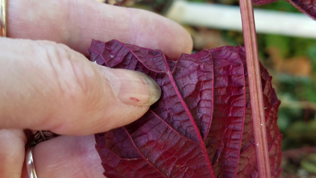 Cissus Vine or Rex begonia Vine growing through my grape Vines and up ...