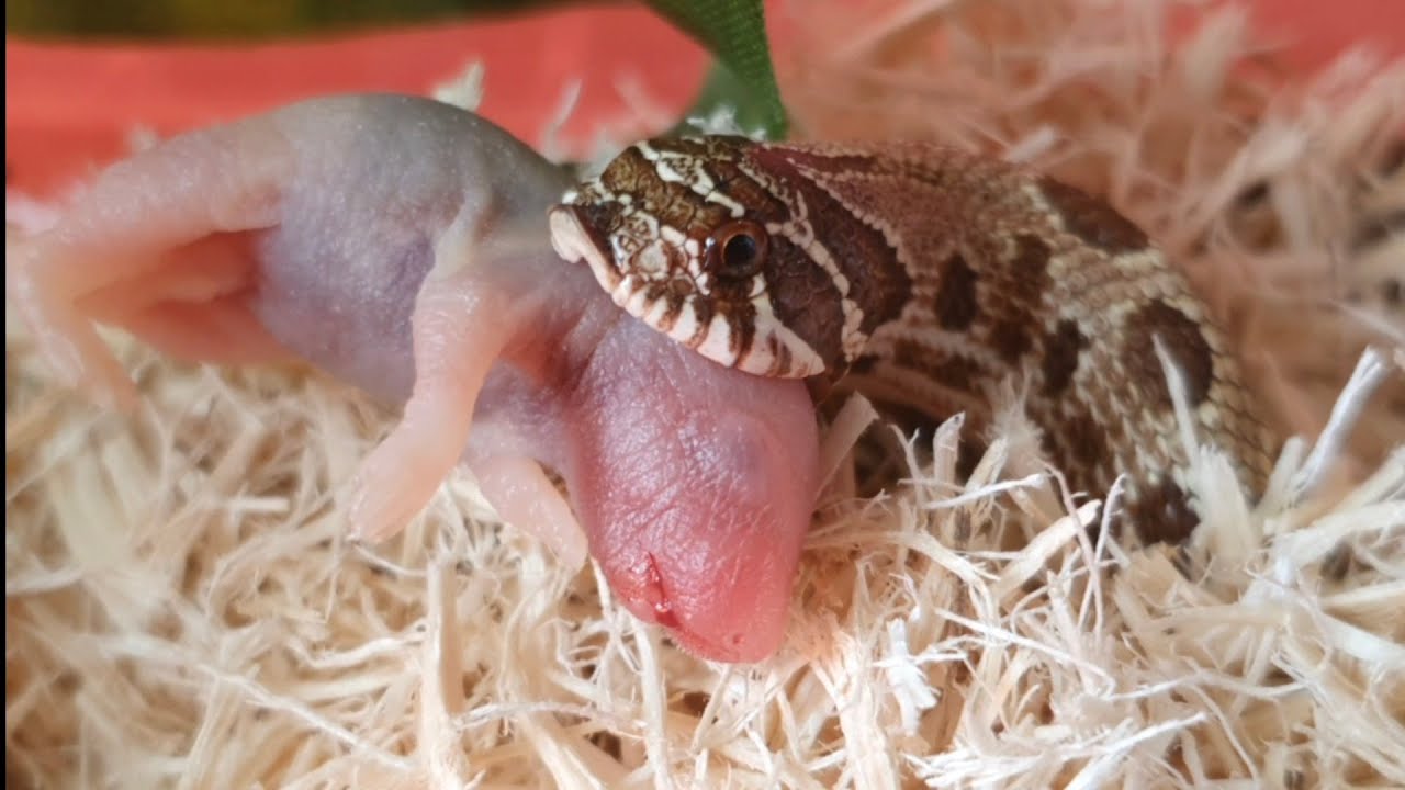Hognose Snake Hatchlings - Feeding Time! - YouTube