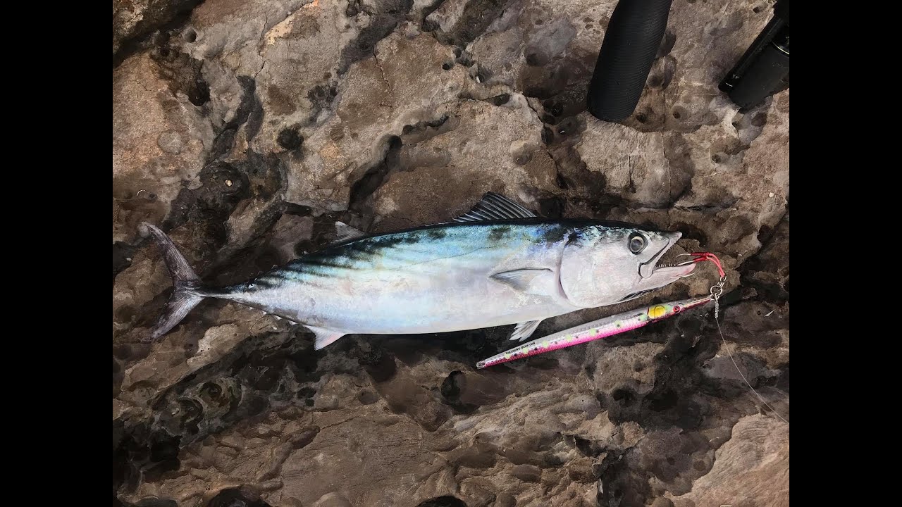 Shore Jigging - Bonito (Sarda, Palamida) - YouTube