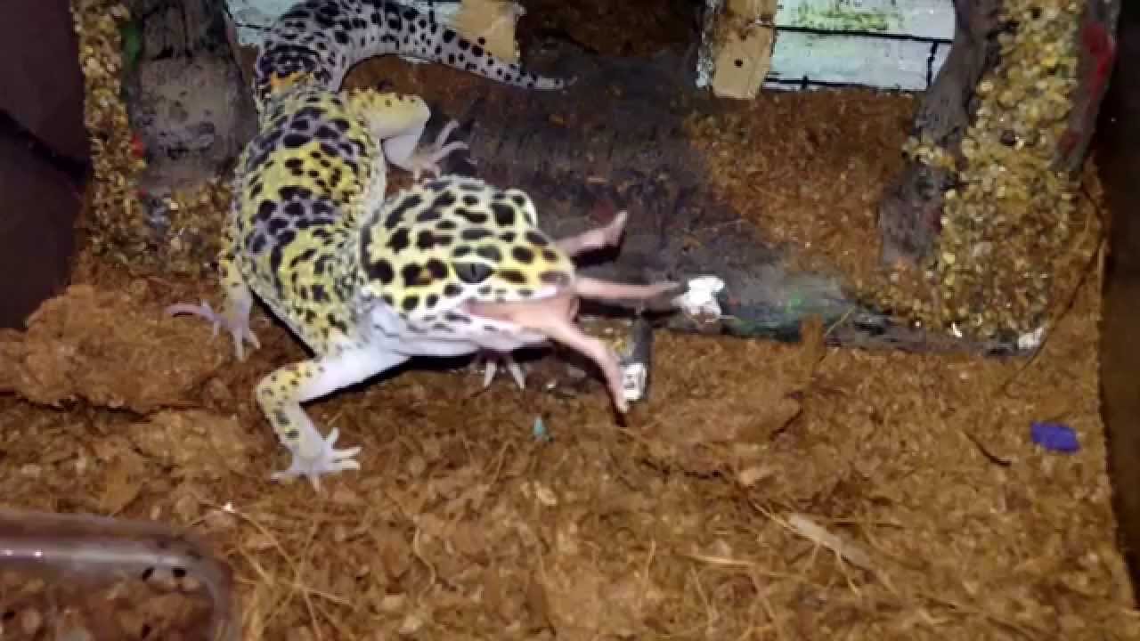 Gecko Leopardo comiendo pinky | Leopard Gecko eating - YouTube