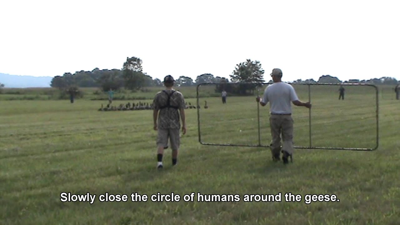 How to catch a hundred Canada geese - YouTube
