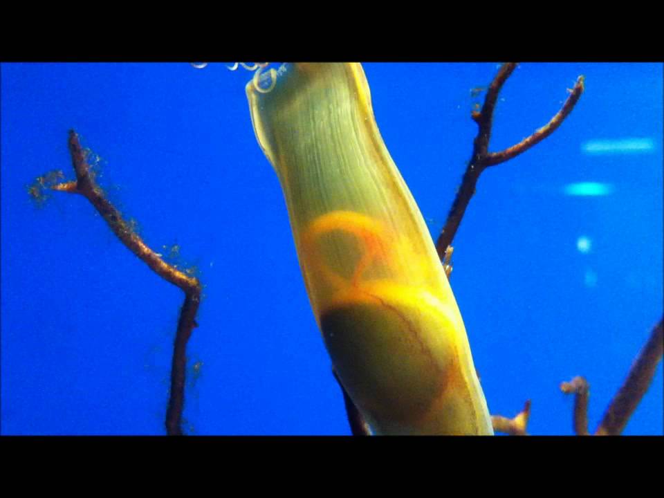 Haai in Haaien Ei - YouTube