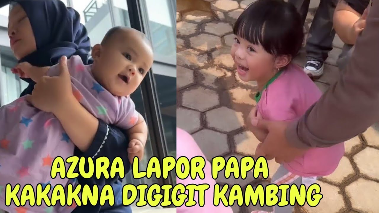 LIVE AMEENA AZURA LAPOR PAPA KAKAKNA DIGIGIT KAMBING QURBAN - YouTube