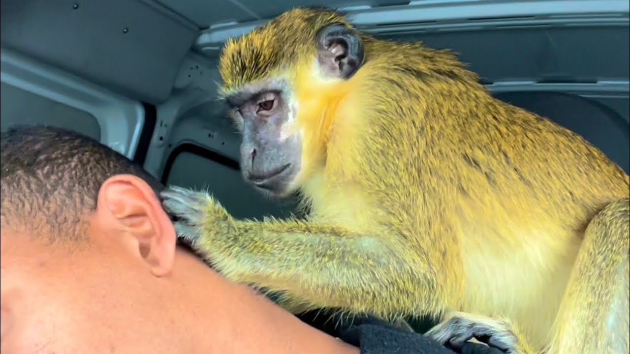 ASMR Epic Monkey Sounds & Grooming | Oddly Satisfying, Anxiety Relief, Relaxing - YouTube