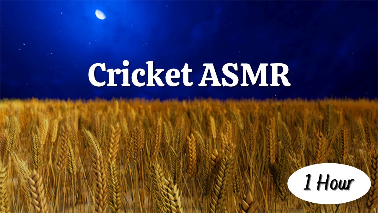 1 Hour Cricket ASMR, Summer Wheat Field at Night, Cricket Night Ambient ...