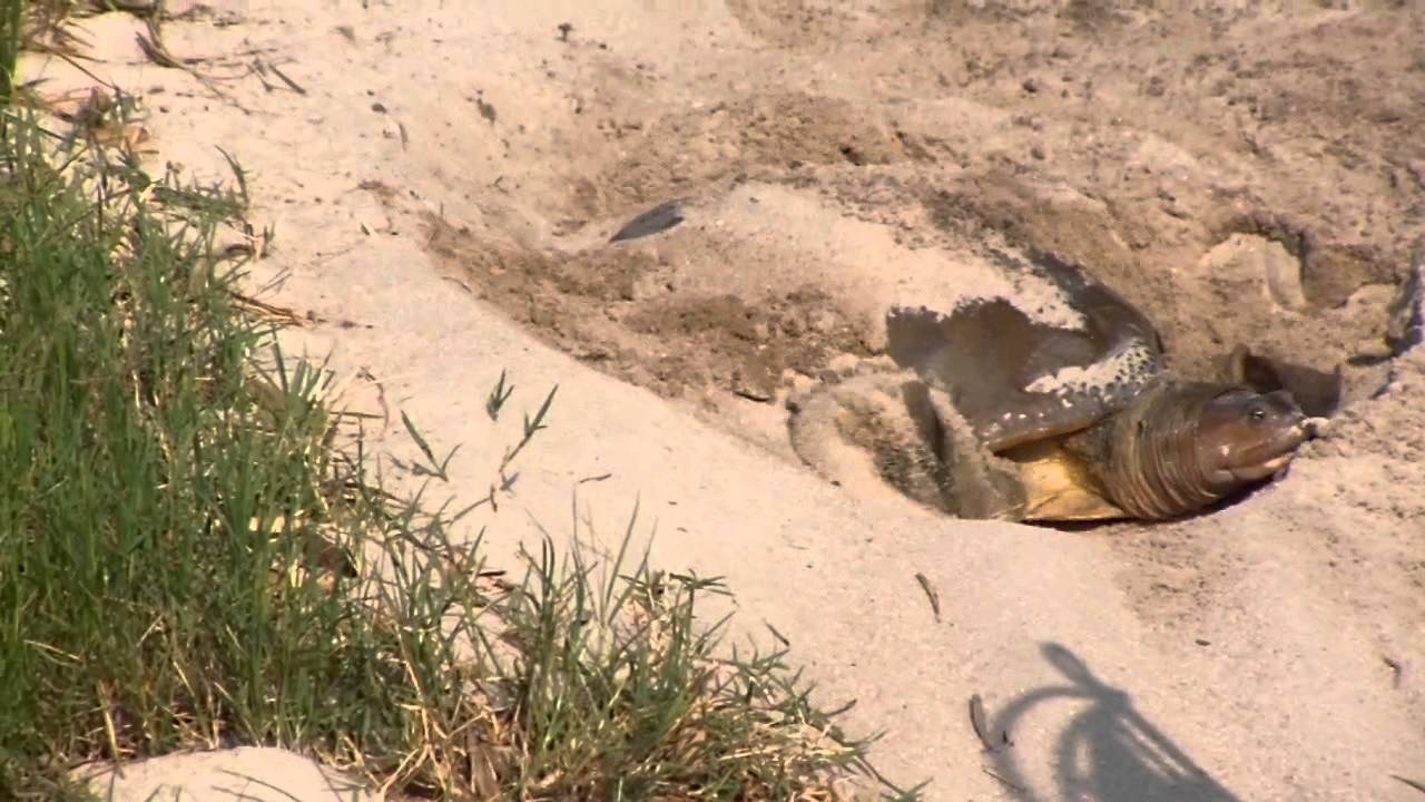 A softshell turtle digs a nest - YouTube