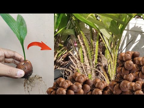 Best Skills!! How to grow Snake fruit tree from snake fruit in pots