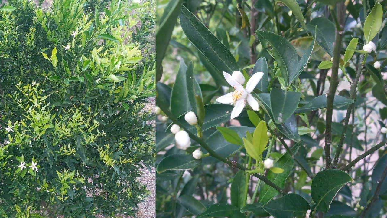 Así comienza la floracion de las mandarinas en el campo - YouTube