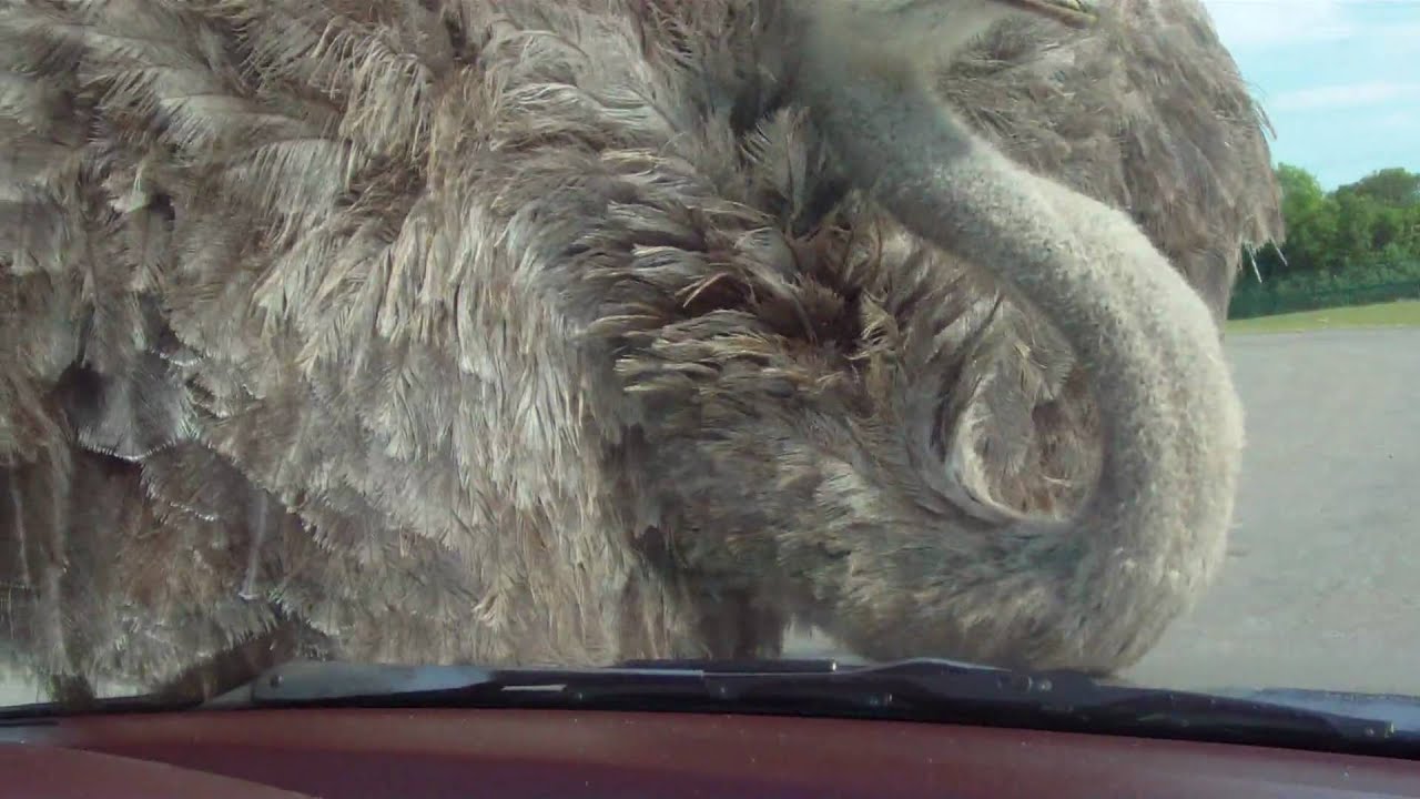 ostrich attack 2 of 2 - YouTube
