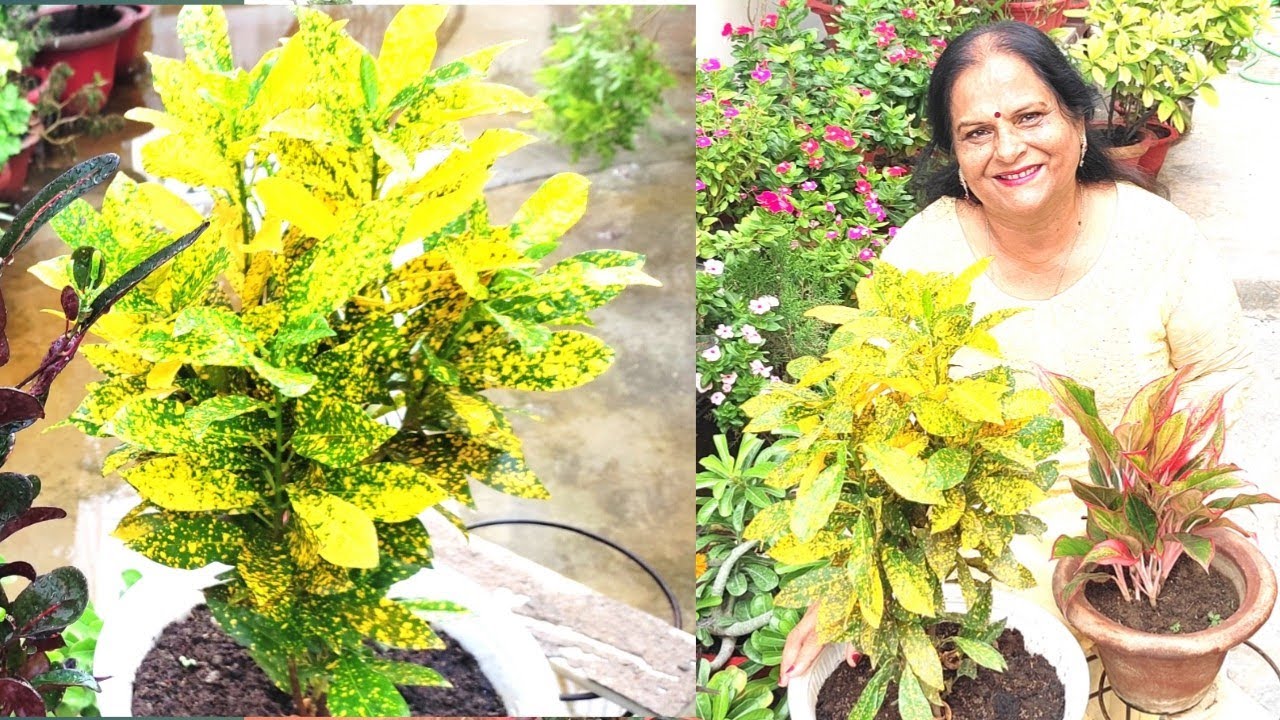 8 tips how to take care of colouful croton plant - YouTube