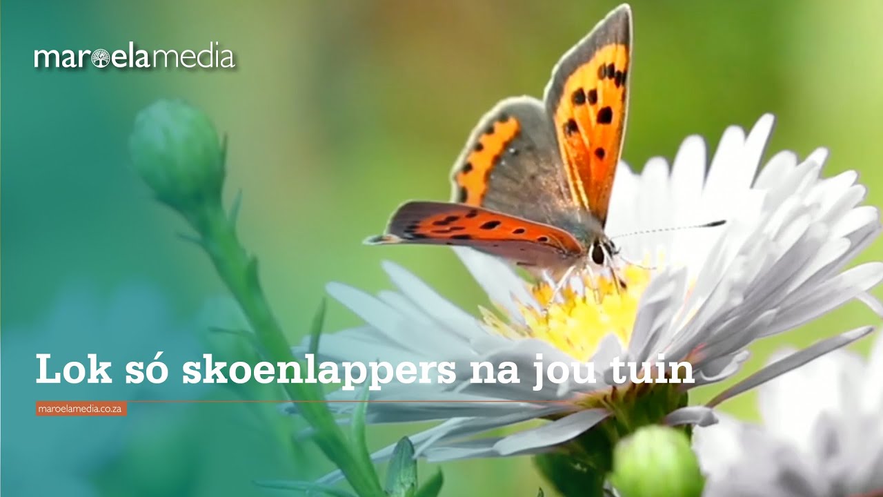 Lok só skoenlappers na jou tuin - YouTube