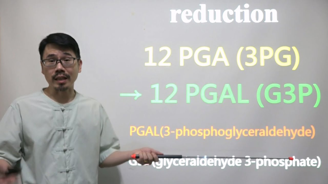 看英文學生物-看生物學英文-028- 光合作用04 Calvin cycle 卡爾文循環 固碳 還原 再生 RuBP PGA(3PG ...