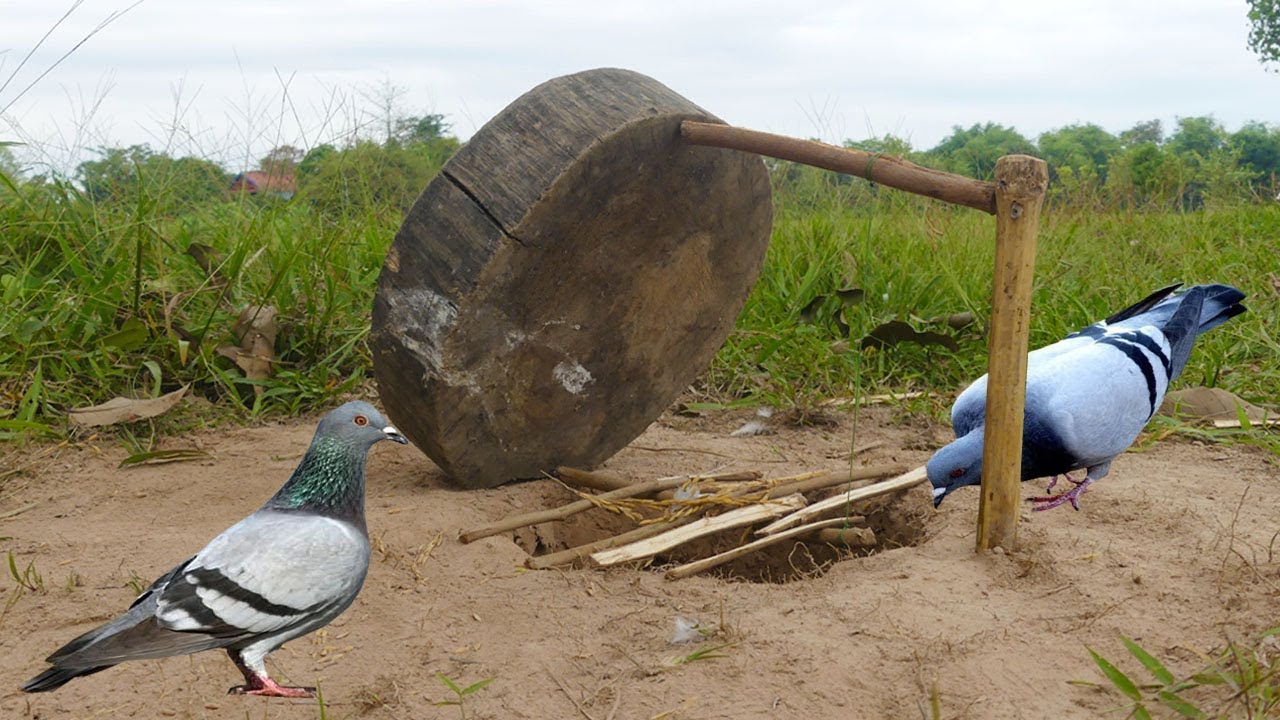 Easy Bird Trap Simple DIY Creative Bird Trap Make From Deep Hole That easy-bird-trap-simple-diy-creative-bird-trap-make-from-deep-hole-that