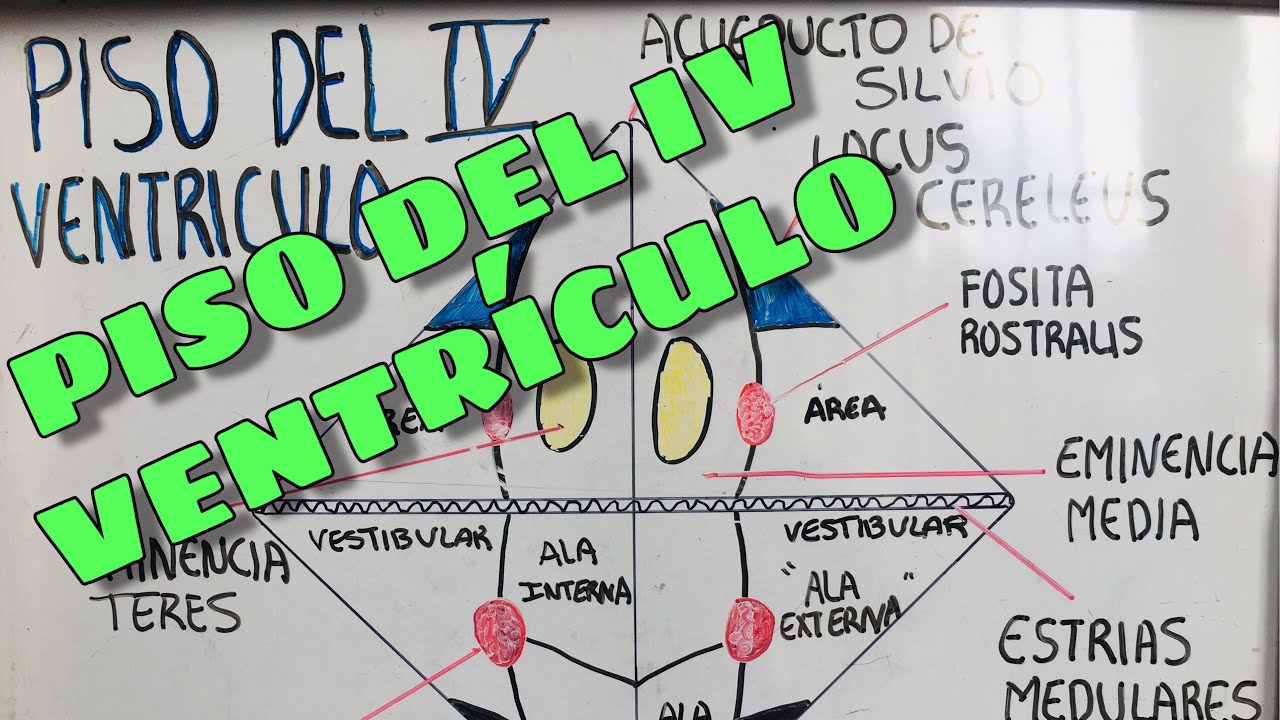 PISO DEL CUARTO (IV) VENTRÍCULO-NEUROANATOMIA - YouTube