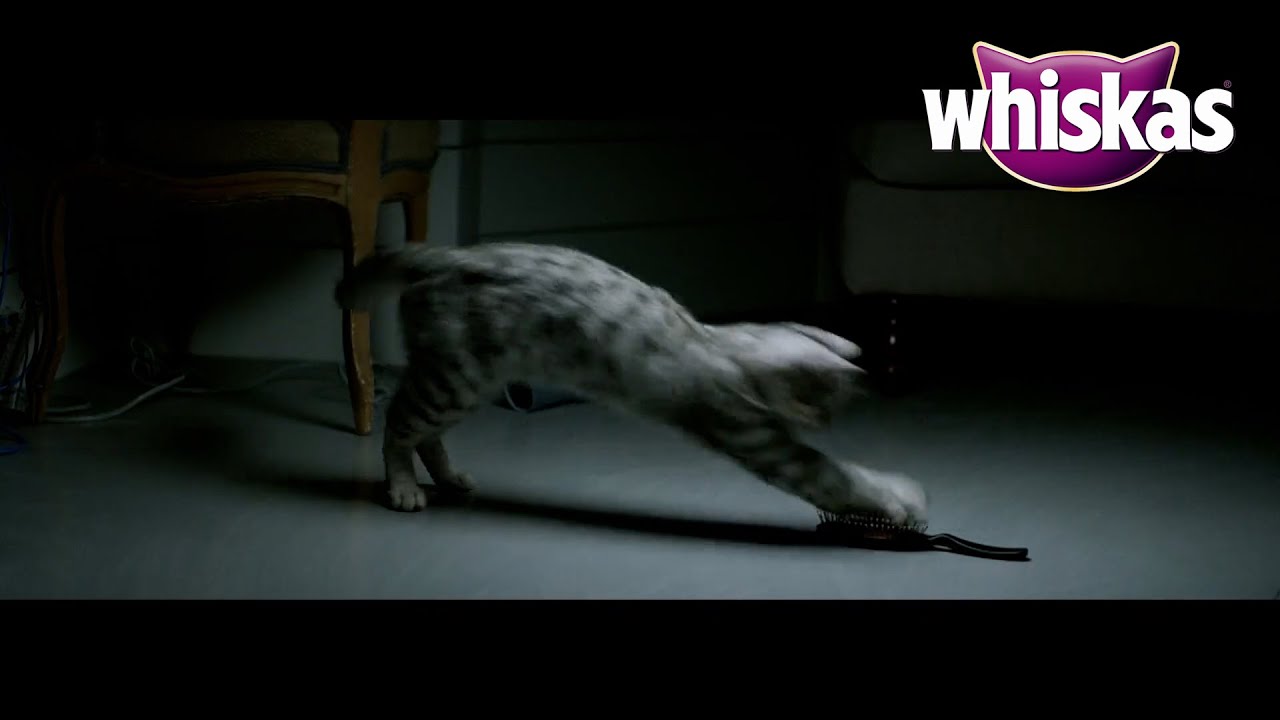 Whiskas - Feed their Curiosity TV Commercial Australia May 2020 - YouTube