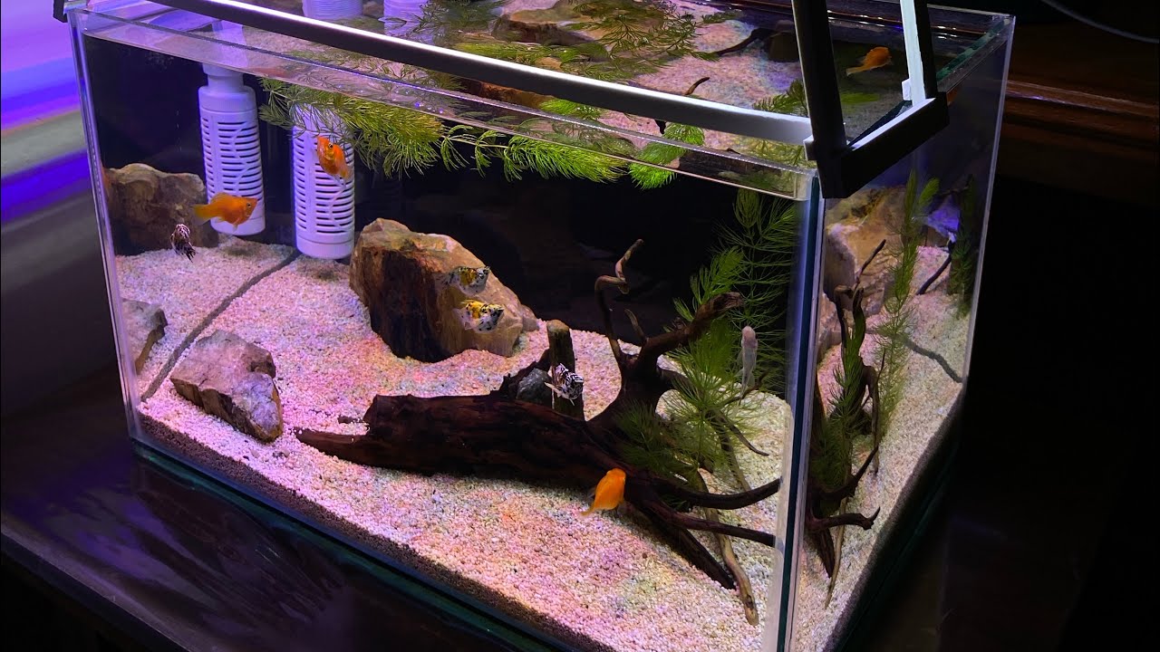 Day 12 - Water Change Routine of Molly Tank - YouTube
