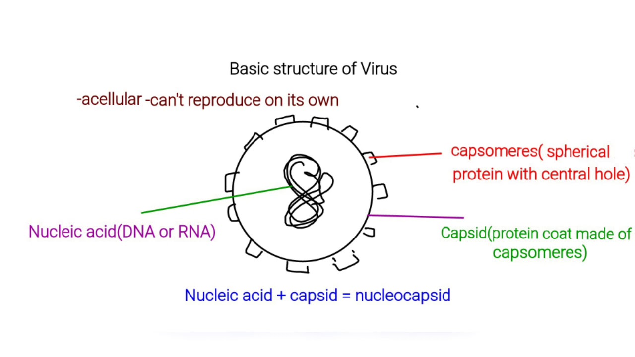 BASIS OF VIROLOGY- MADE EASY!! - YouTube