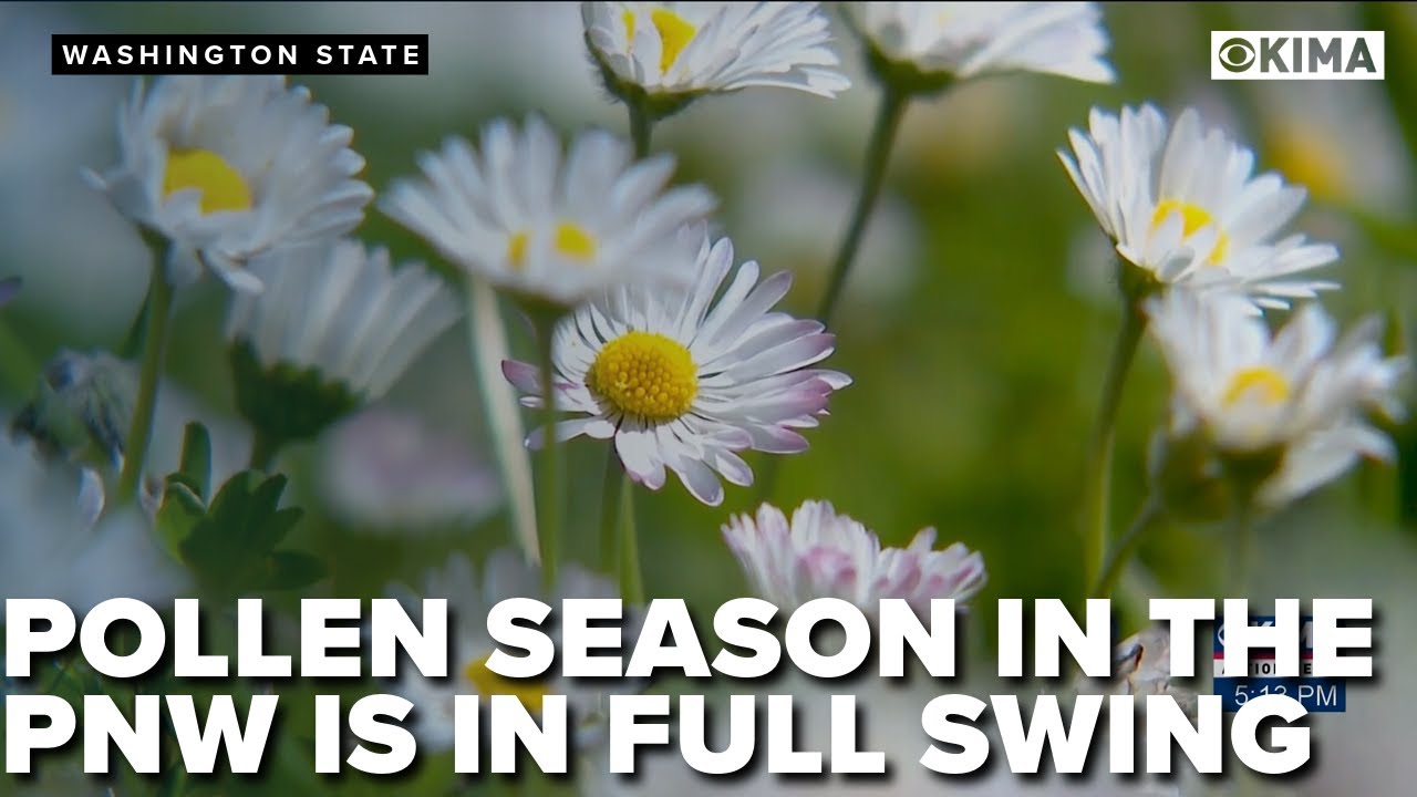 Pollen Season in the Pacific Northwest in Full Swing - YouTube