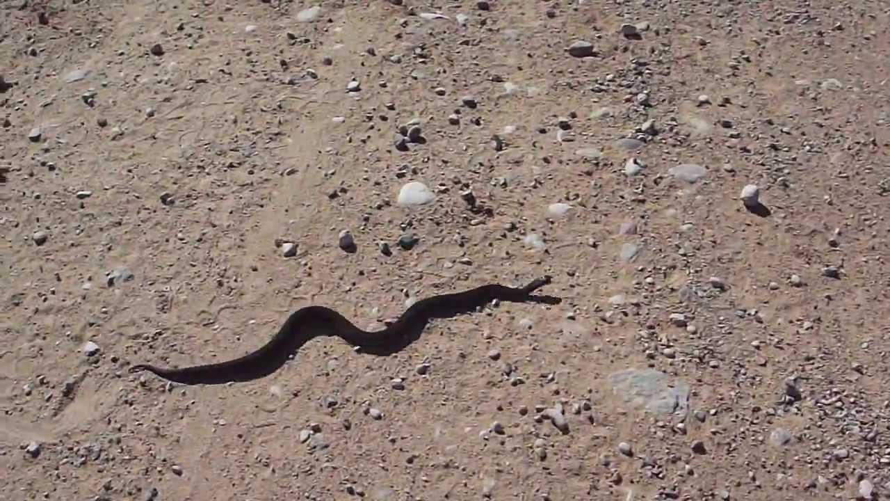 Gyvate Angis - YouTube