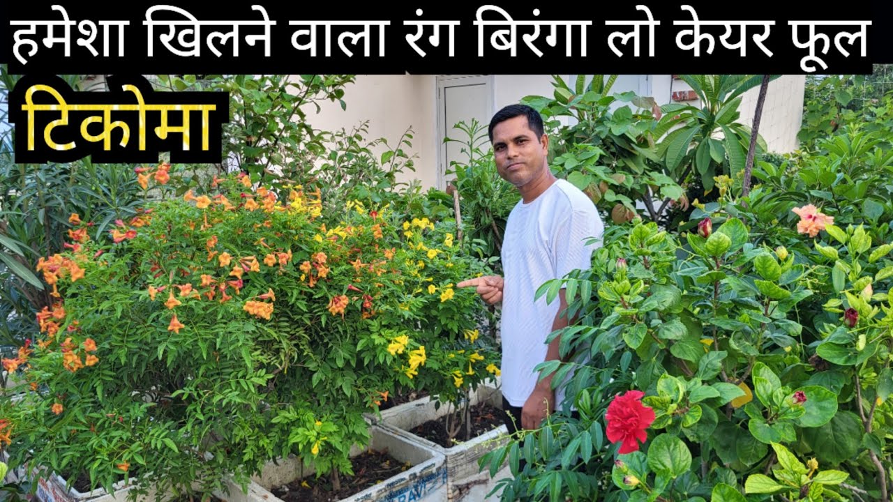 Low Care Colourful Flower Tikoma || Beautiful garden Flower || Tikoma ...