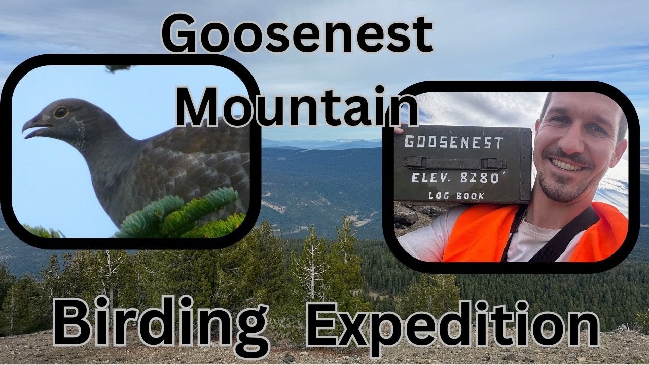 Goosenest Mountain Birding Expedition - YouTube