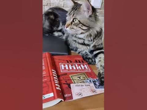 Кіт читає книгу. - YouTube