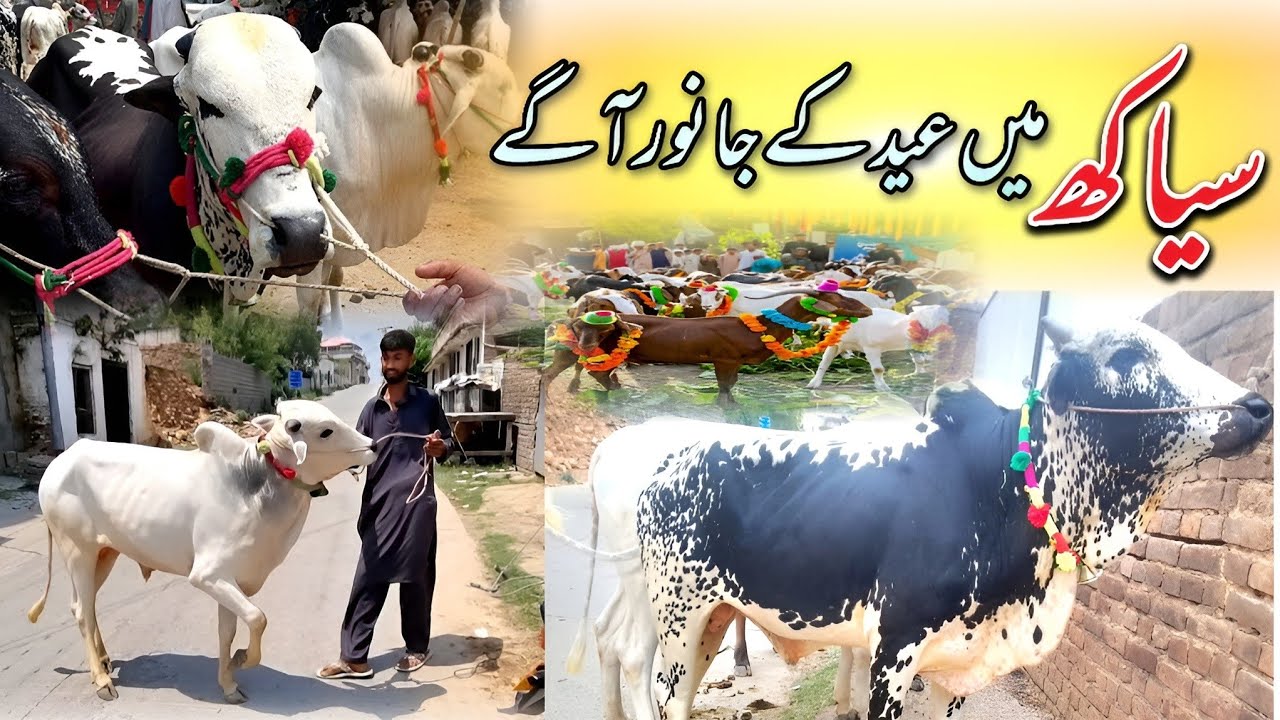 Siakh Main Eid Ke Janwar Aage | Village Vlog | Hammad Official - YouTube