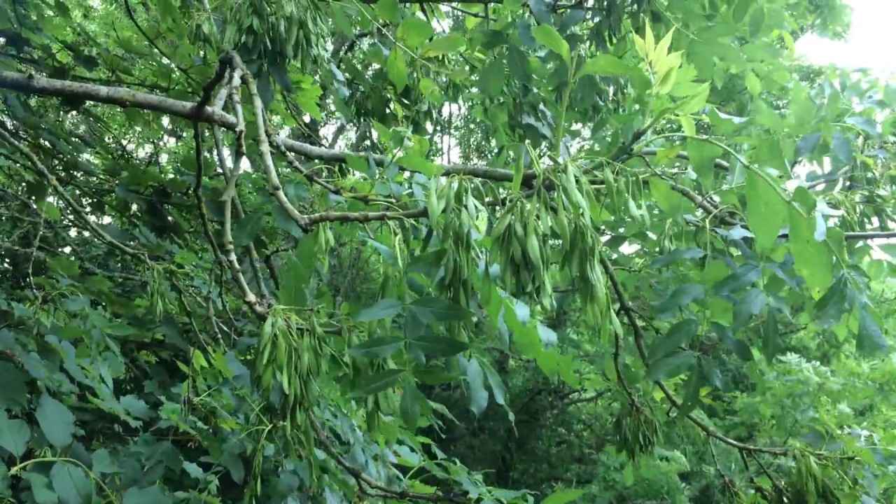 Common ash (Fraxinus excelsior) - fruit forming - June 2017 - YouTube