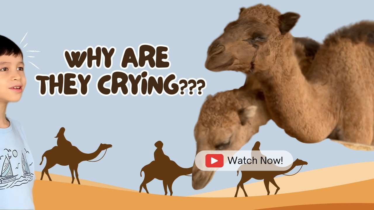 We Shocked to See Camels Cry Too #Camel - YouTube
