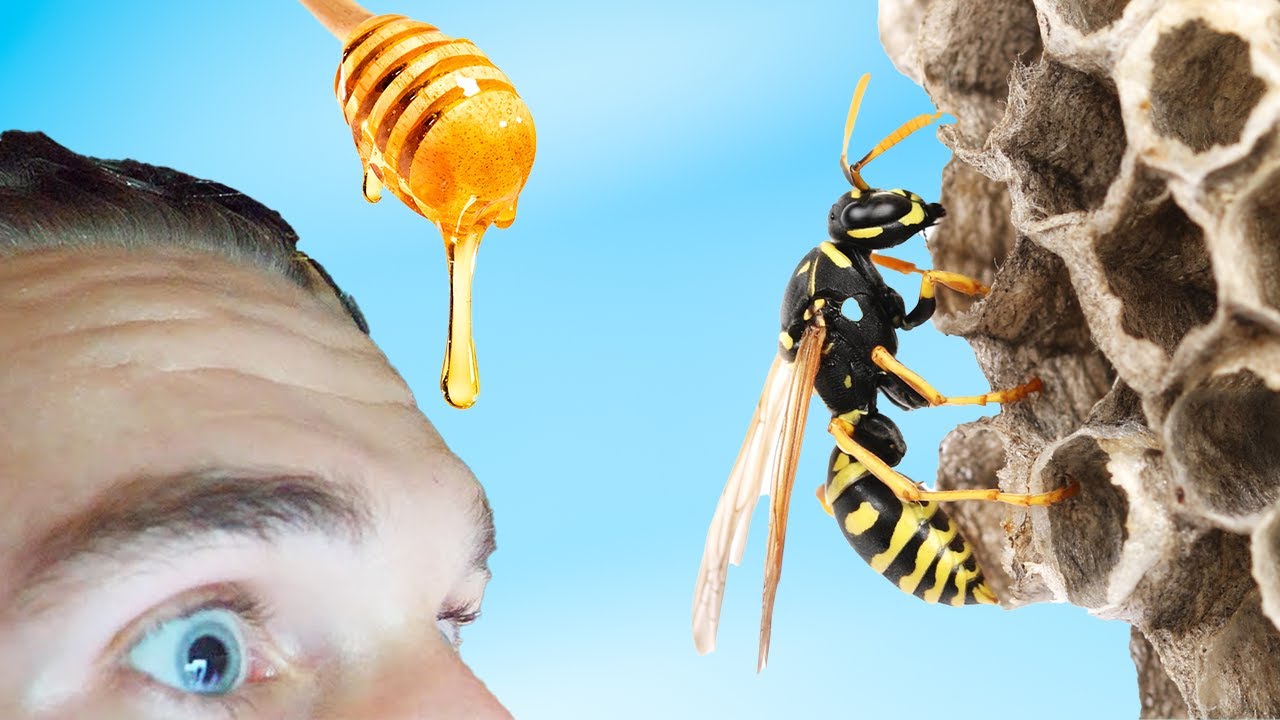 Wasp Nest vs My Head covered in honey - YouTube
