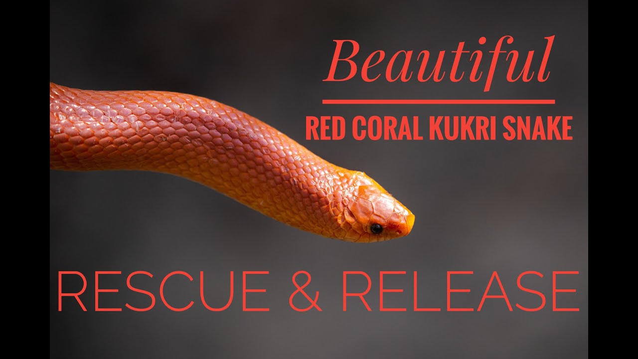 Red Coral Kukri Snake rescue and release ! পঞ্চগড়ে বিরল রেড কোরাল ...