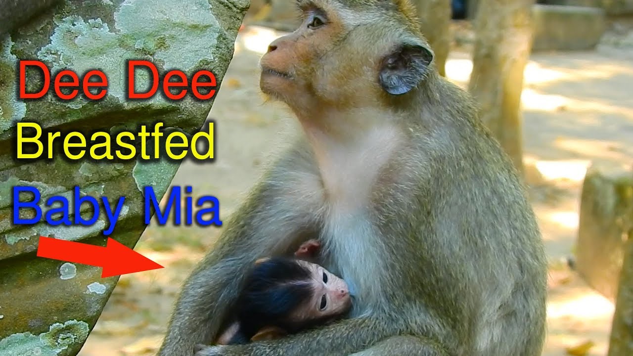 Surprise Dee Dee breastfed baby Mia in warm chest Unbelievable Dee Dee ...