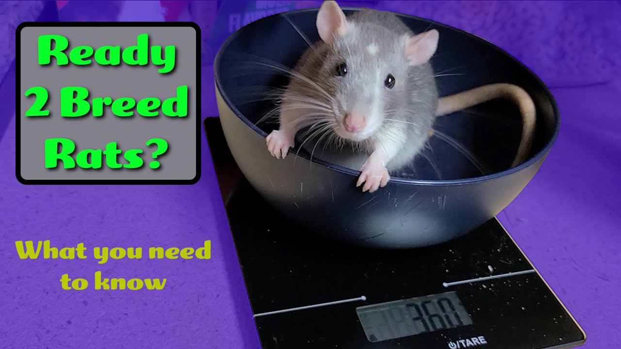 How to breed rats (what "they" wont tell you) - Mutated Ballz - YouTube