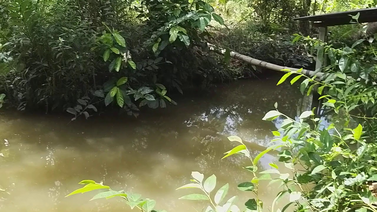 Mekong farm - YouTube
