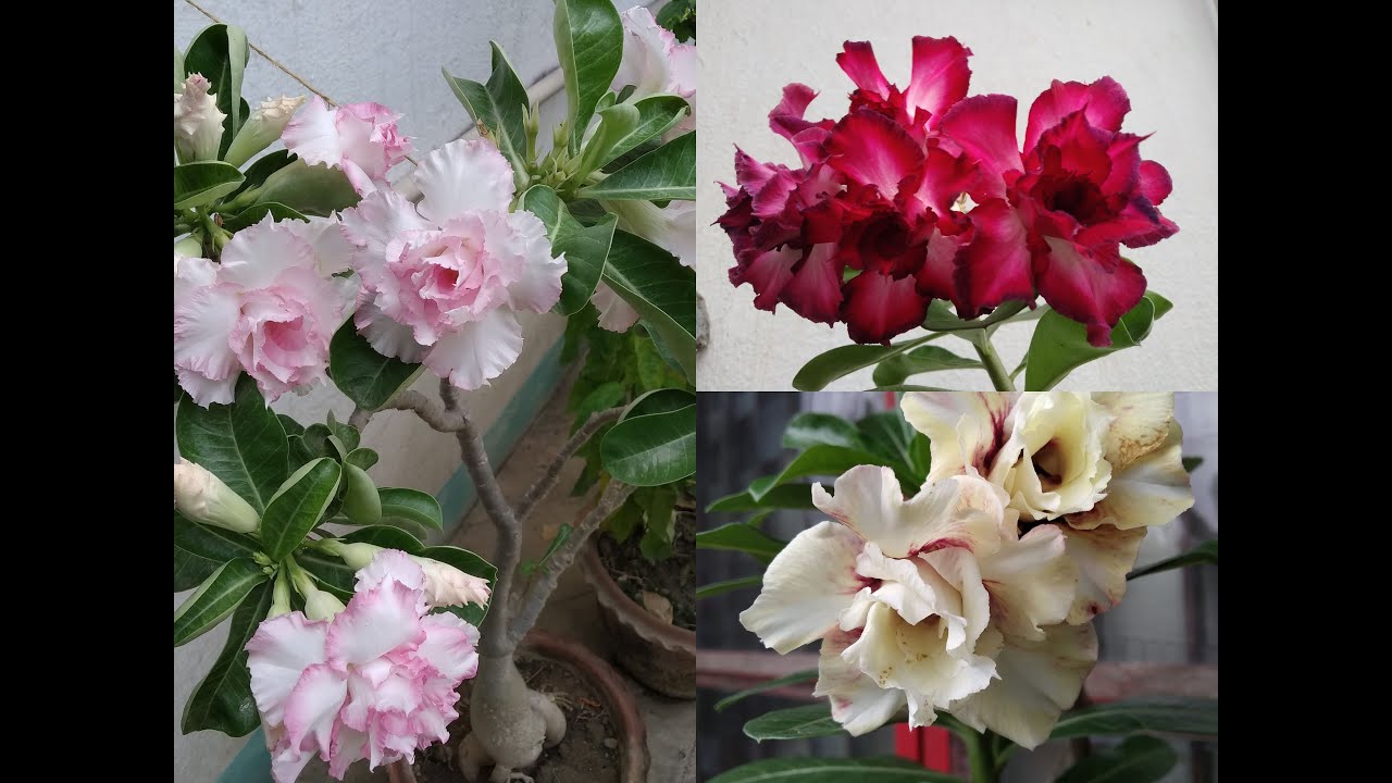 3 colors of Adenium beauty ⭐ - YouTube