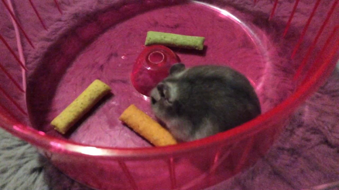 Hamster Vanessa having hamster Cheetos - YouTube