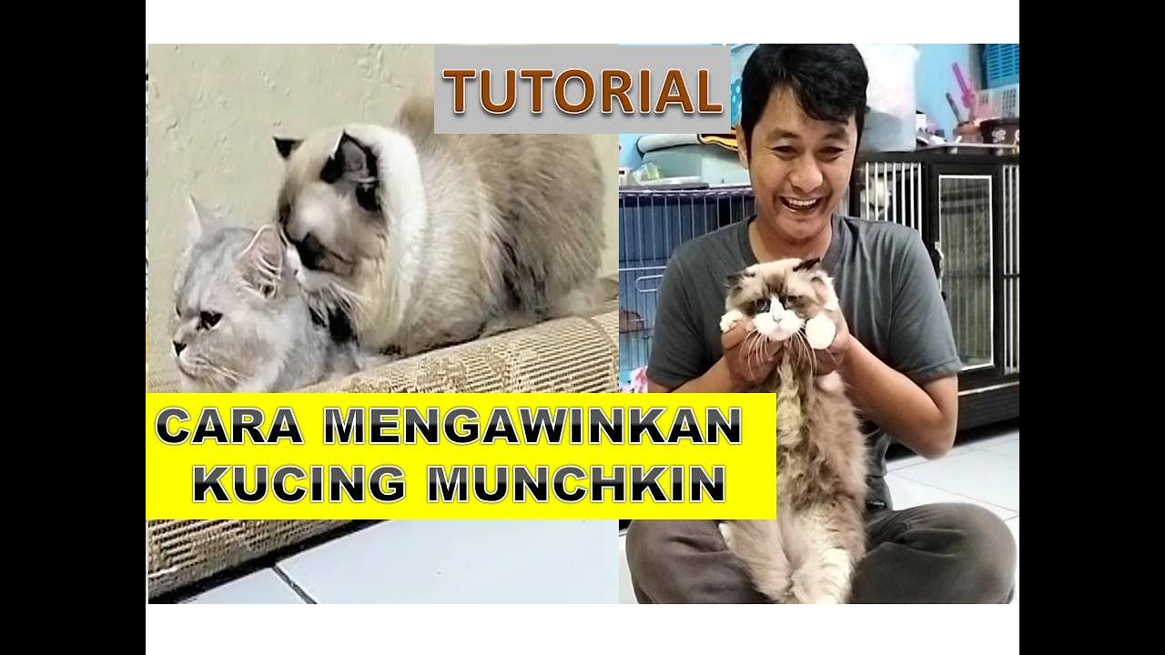 tutorial cara mengawinkan kucing munchkin #kucing_lucu #tutorial #kucing_munchkin #kucing_kawin ...