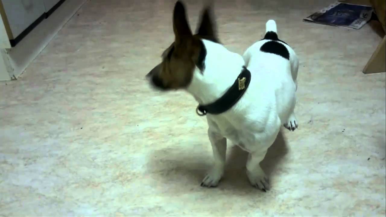 Vili the Dog - YouTube