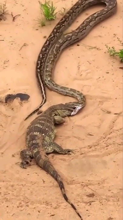 Central African rock python vs monitor lizard 🦎 #animals #wildlife # ...