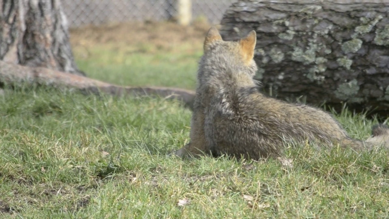 New wolf pack at Longleat Safari Park, UK - YouTube