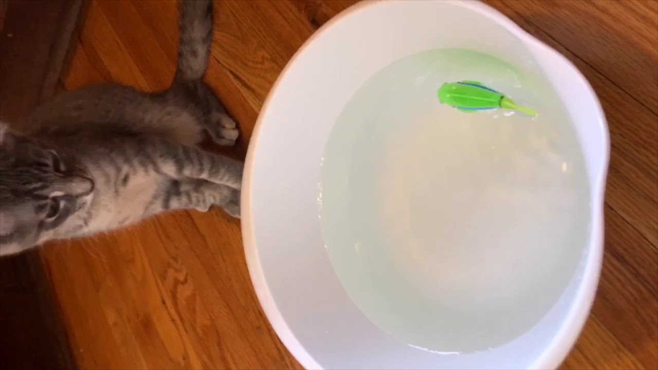 Cat Catching fish - YouTube