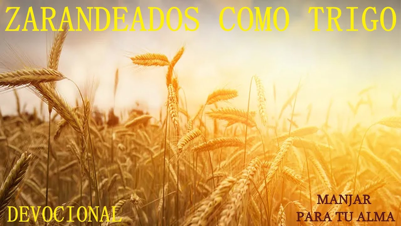 ZARANDEADOS COMO EL TRIGO | DEVOCIONAL | Manjar para tu Alma. - YouTube