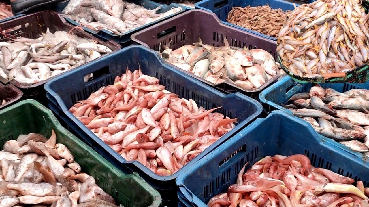 সাগরের মাছের রাজ্য চট্টগ্রামের ঐতিহ্যবাহী ফিশারি ঘাট |Wholesale Fish Market Chottogram - YouTube