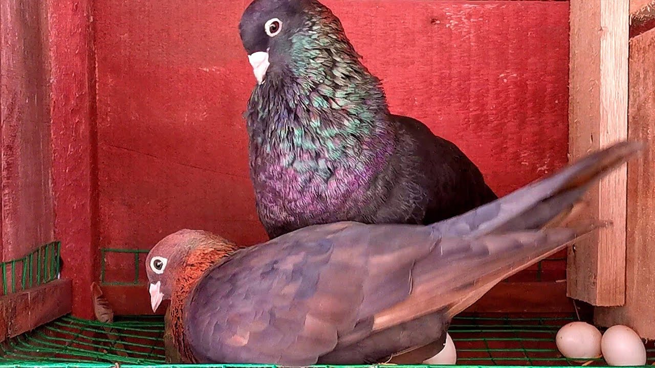Winning pigeon! Pigeon dance in breeds box || breeding fancy pigeon ...