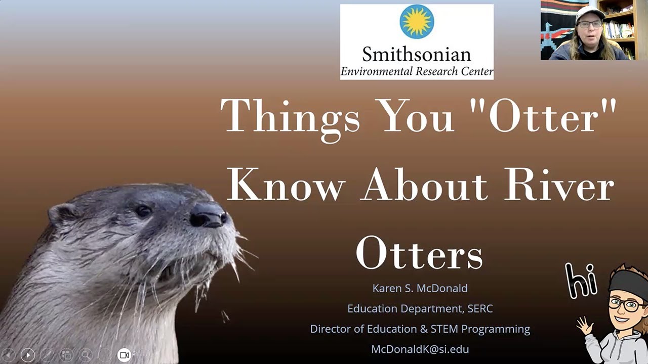 Things You “Otter” Know about Otters - YouTube